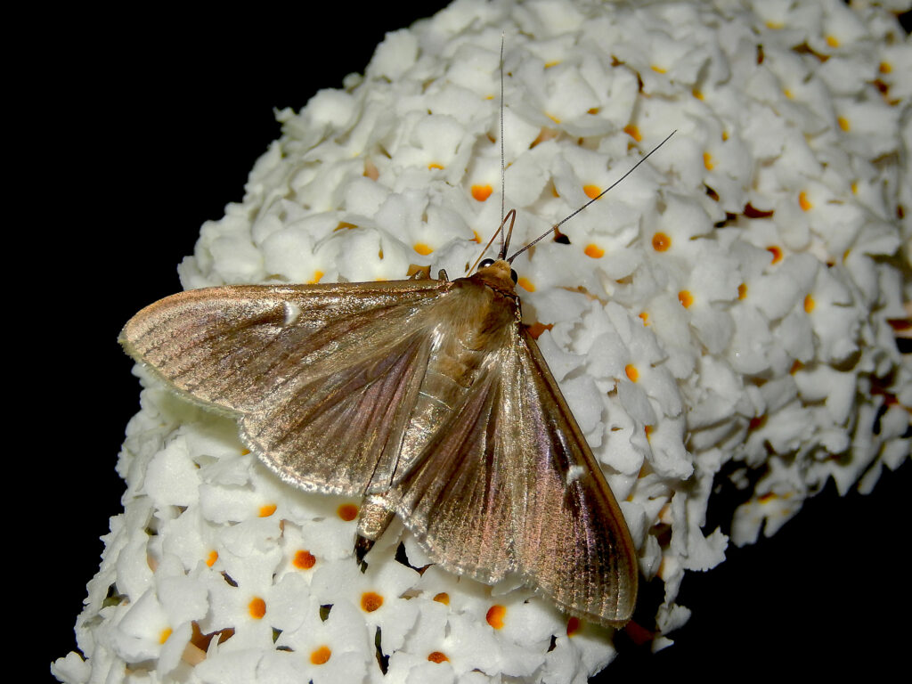 Hond snoeien uit Buxus – Trimpedia.nl