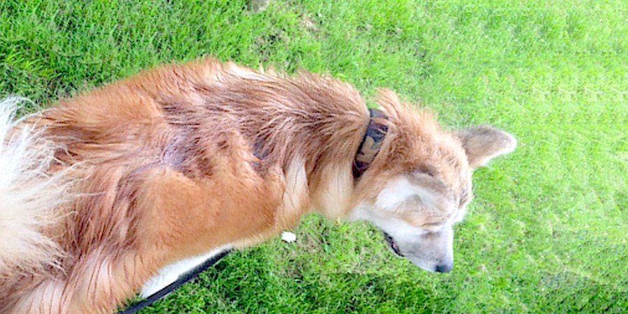 Talgklieren – Trimpedia.nl