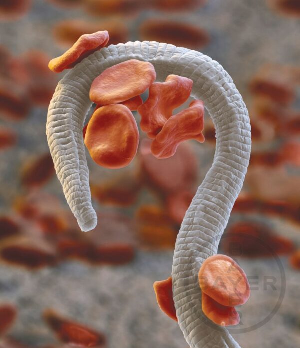 Parasieten, virussen, bacteriën, gisten en schimmels – Trimpedia.nl