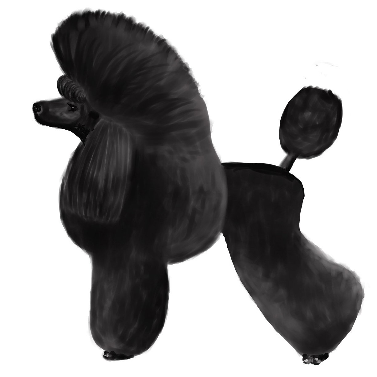 Trimschema Poedel Second Puppy Trim/Puppy Leeuw – Trimpedia.nl