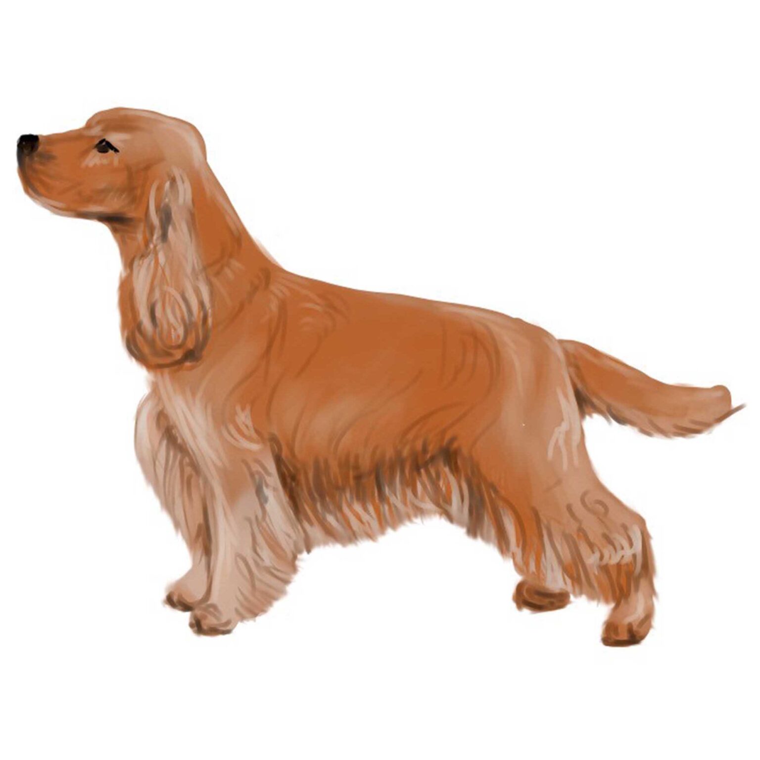 Trimschema Engelse Cocker Spaniël – Trimpedia.nl