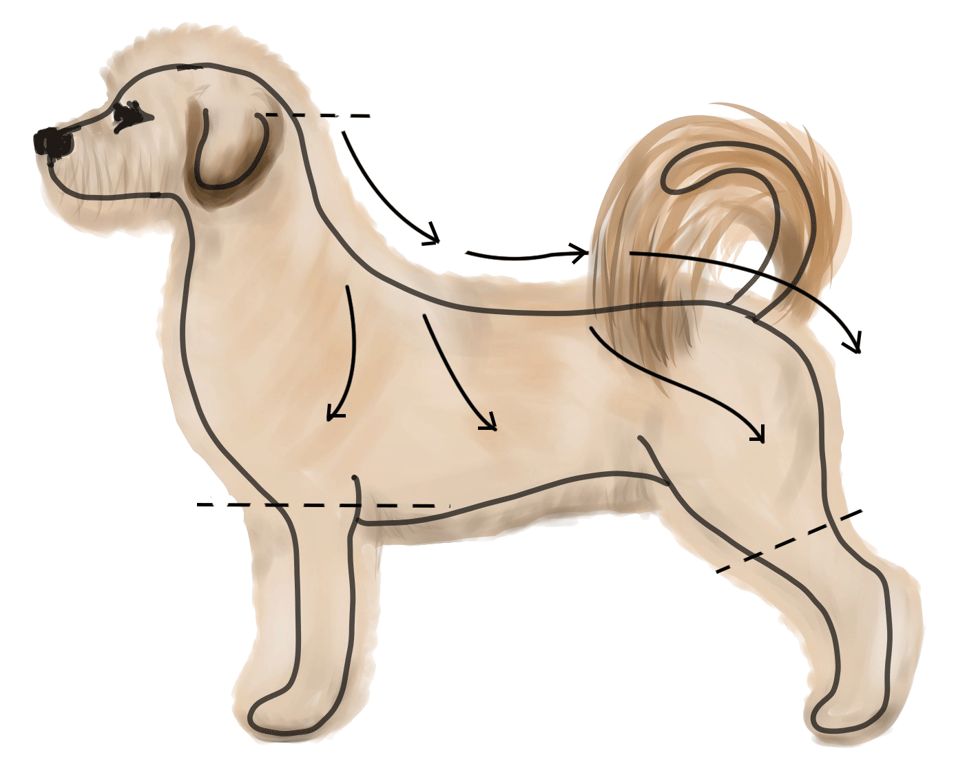 Alles over scheren – Trimpedia.nl