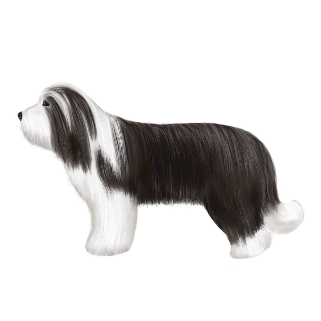 Trimschema Bearded Collie huis- en showmodel – Trimpedia.nl