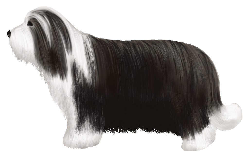 Trimschema Bearded Collie huis- en showmodel – Trimpedia.nl